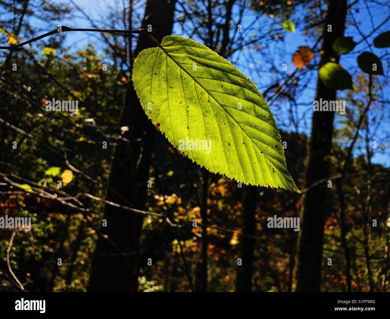 Backlit fall leaf hi-res stock photography and images - Alamy