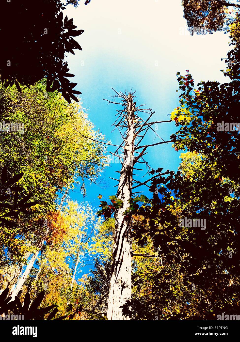 Dead tree forest hi-res stock photography and images - Alamy
