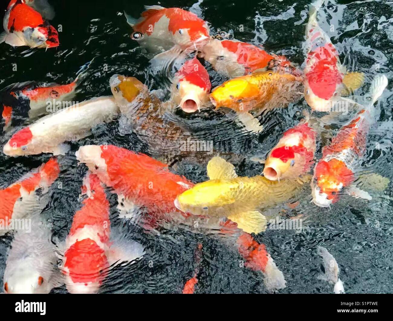 Japanese carp pond hi-res stock photography and images - Alamy