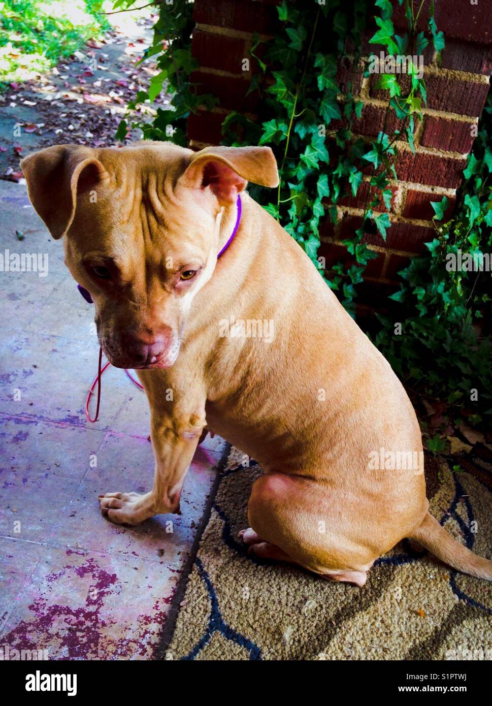 Pitty hi-res stock photography and images - Alamy