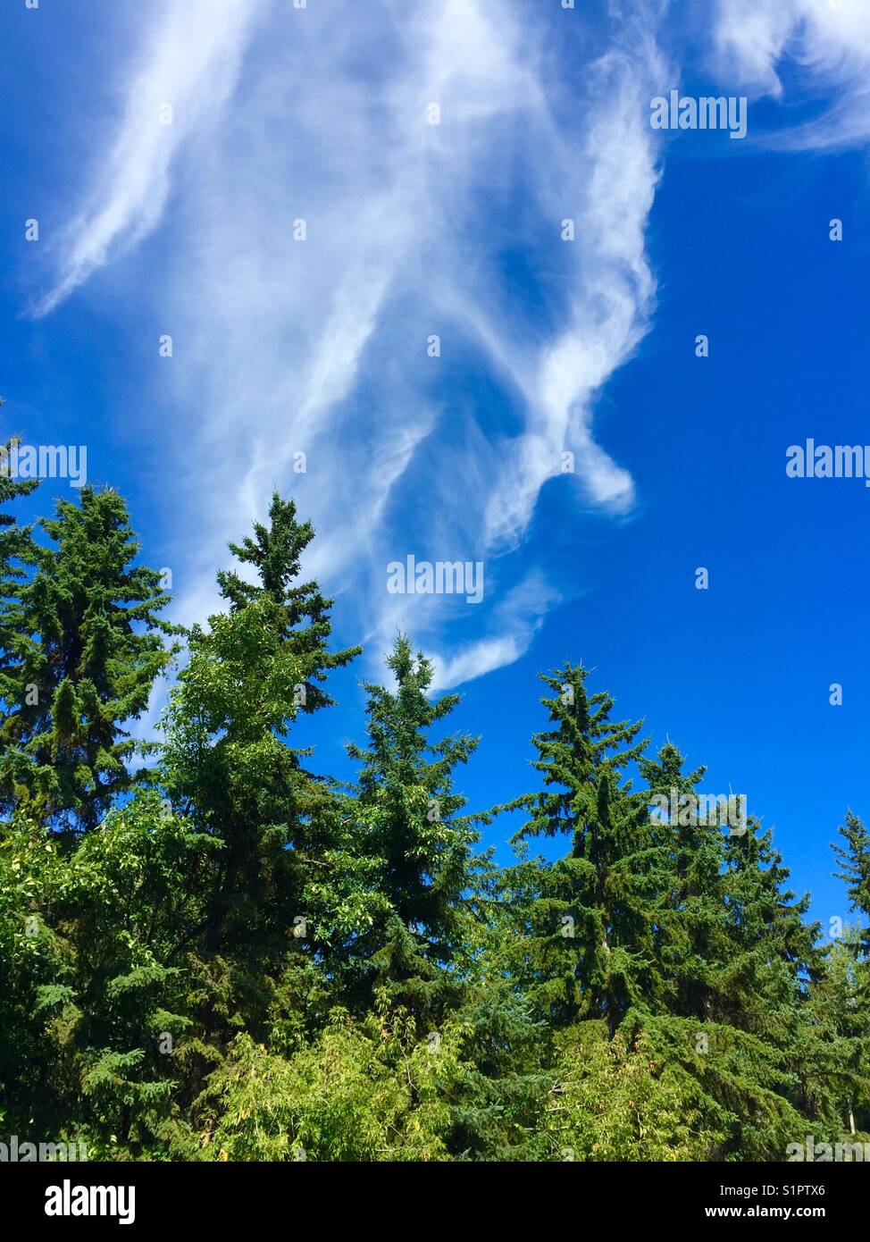 Nature contrast hi-res stock photography and images - Alamy