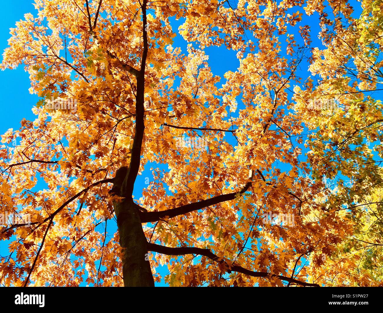 Fall colours sky hi-res stock photography and images - Alamy