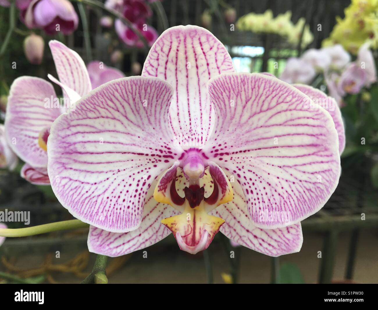 Rainforest orchid hi-res stock photography and images - Alamy