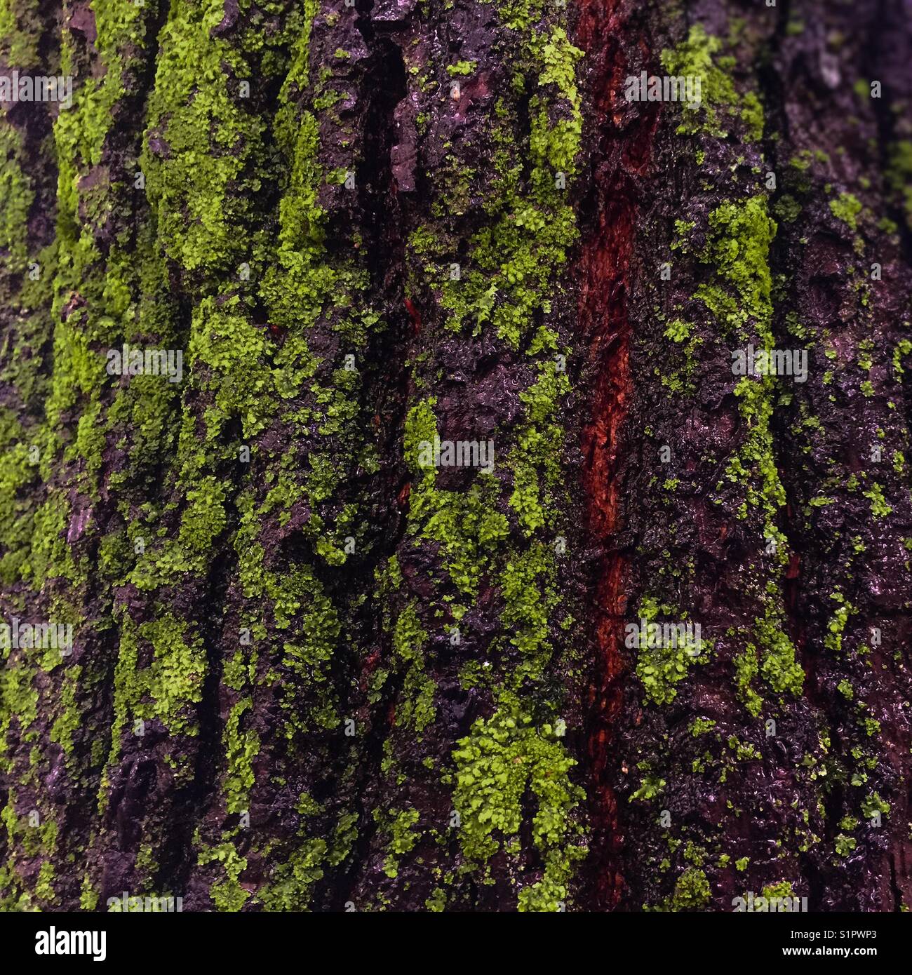 Tree after rain Stock Photo - Alamy