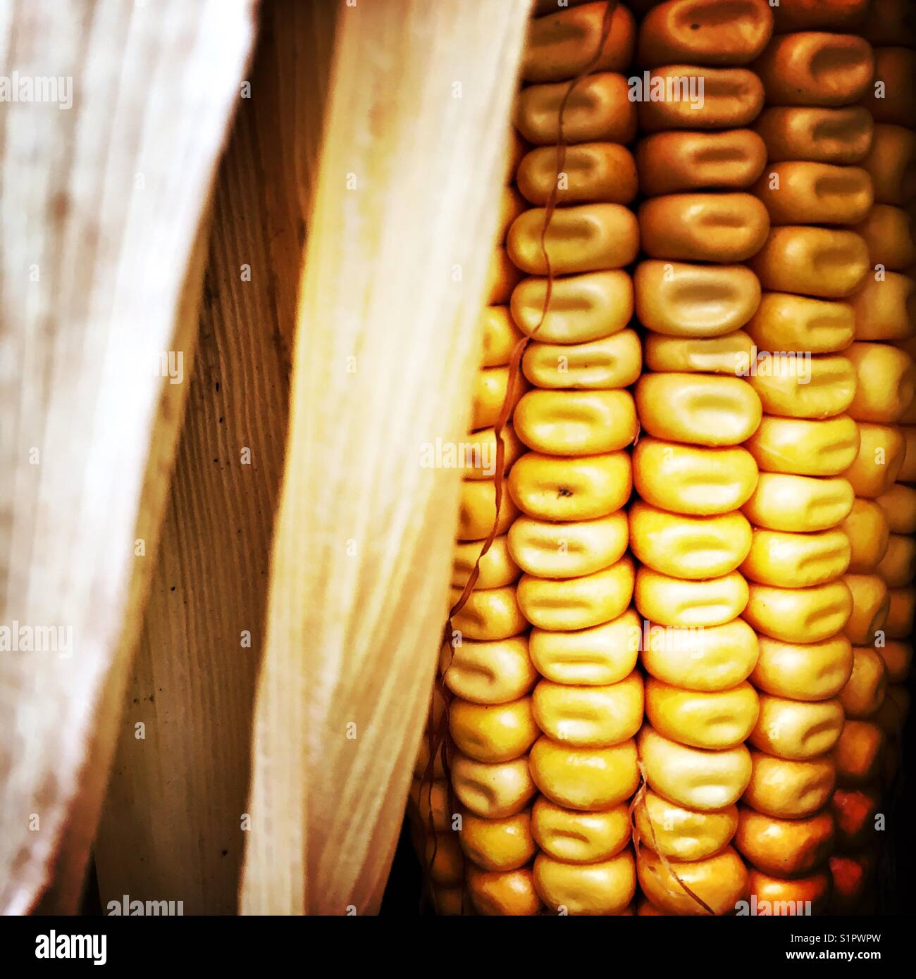 Dried Corn Husk High Resolution Stock Photography and Images - Alamy