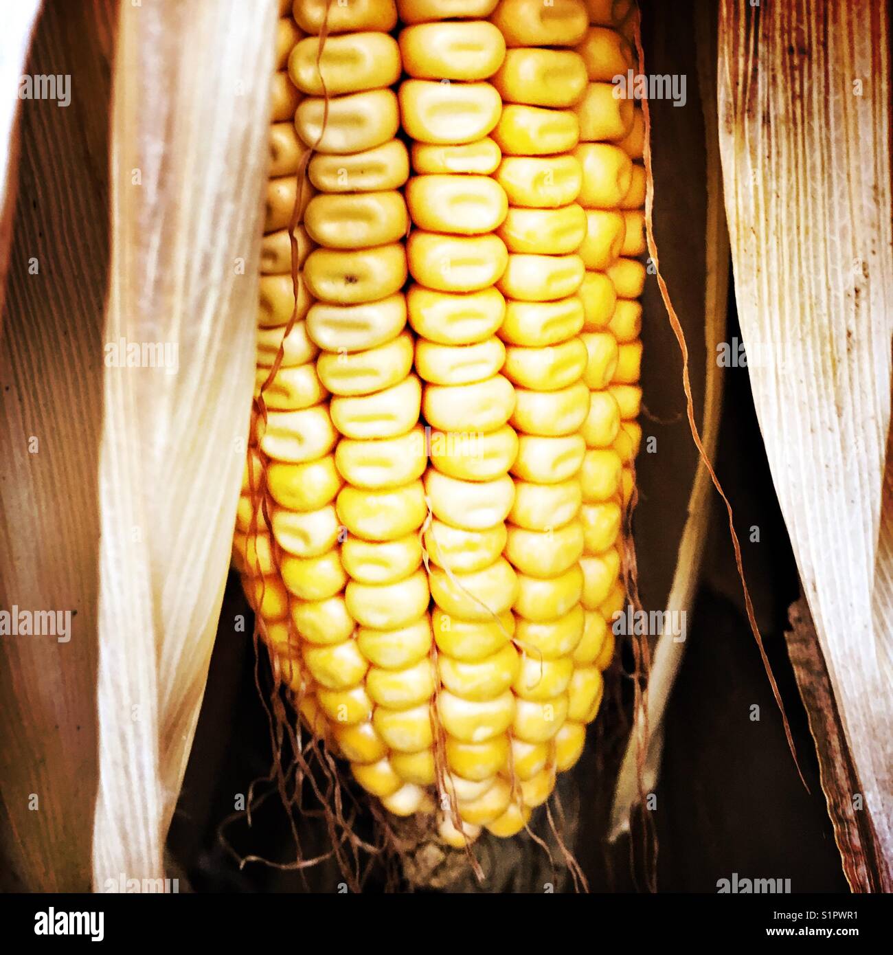 Dried vegetables hi-res stock photography and images - Alamy