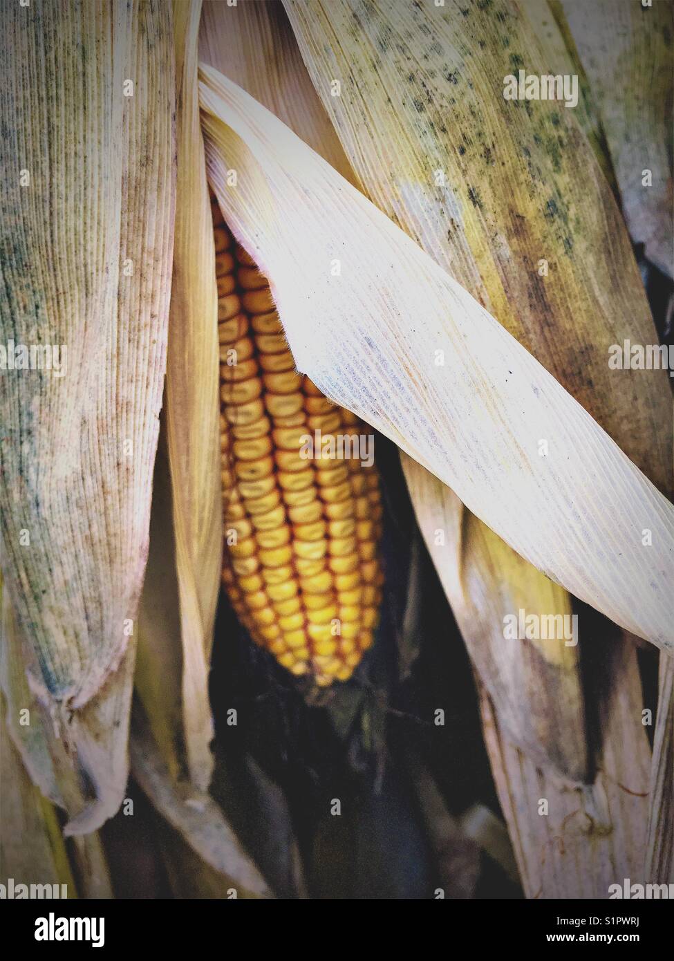 Dried Corn Husk High Resolution Stock Photography and Images - Alamy