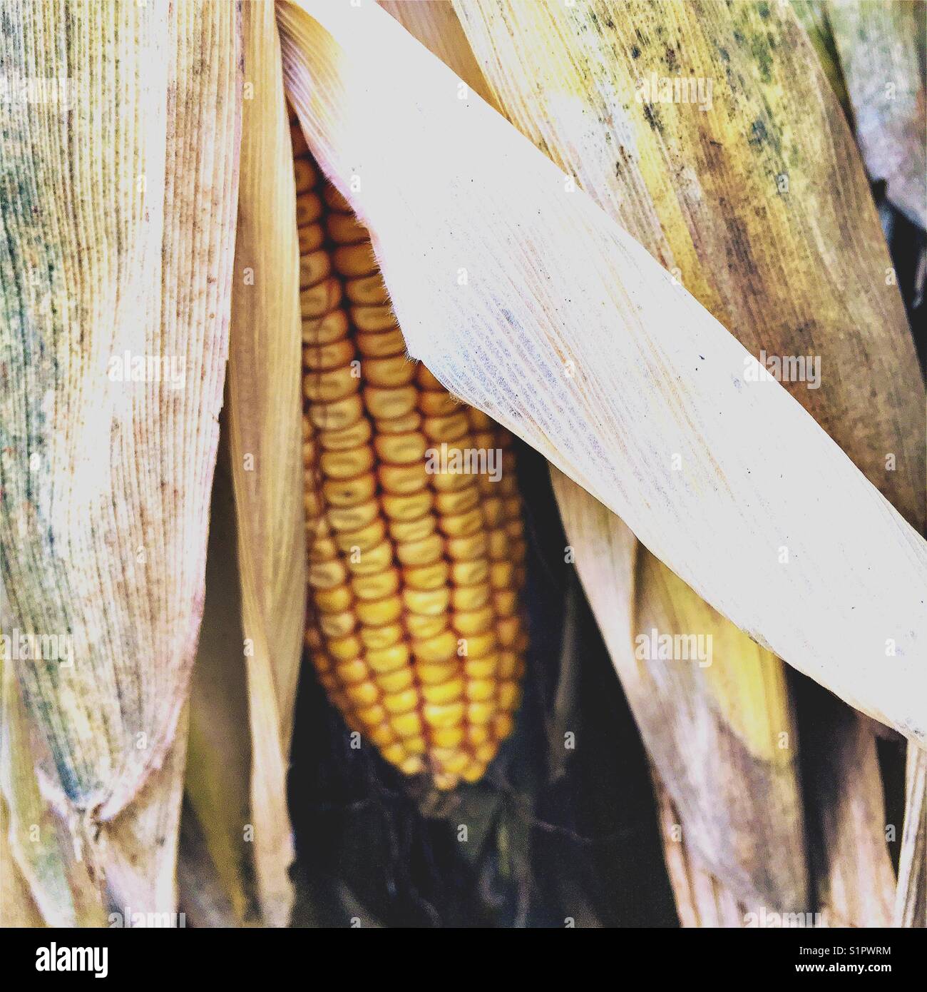 Maze corn hi-res stock photography and images - Alamy