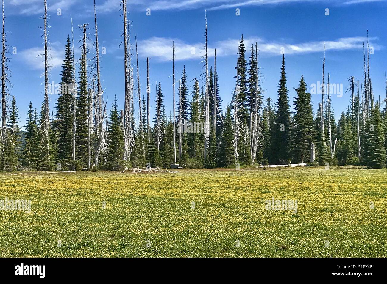 Golden meadow lined with evergreens Stock Photo - Alamy