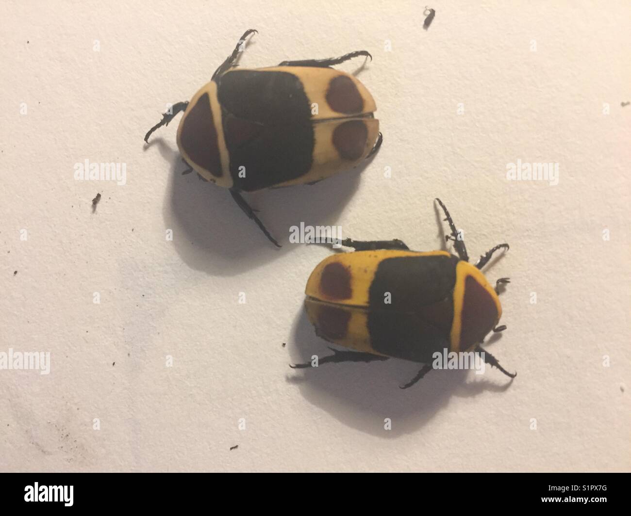 Female beetles hi-res stock photography and images - Alamy