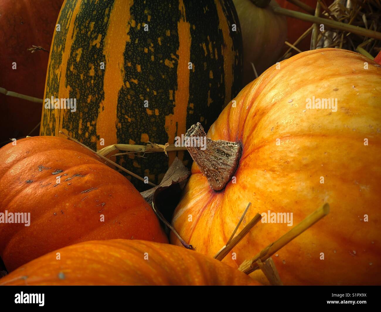 Squashes and Pumpkins Stock Photo - Alamy