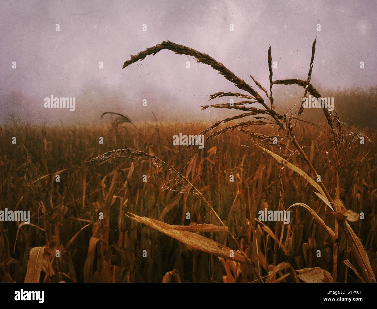 Misty morning on a corn field Stock Photo - Alamy