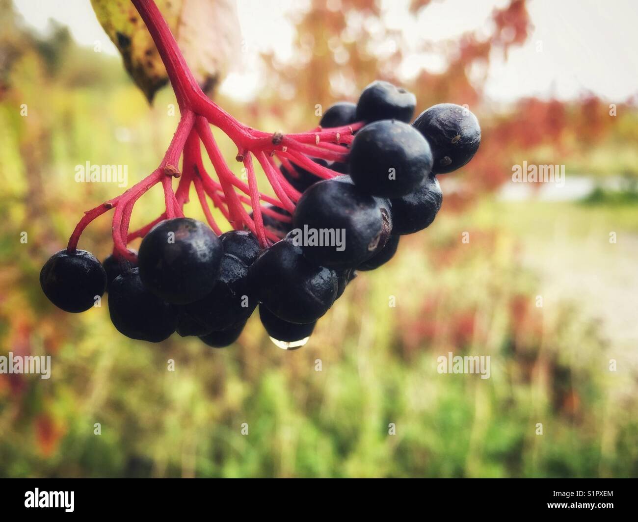 The taste of autumn - elderberry Stock Photo - Alamy