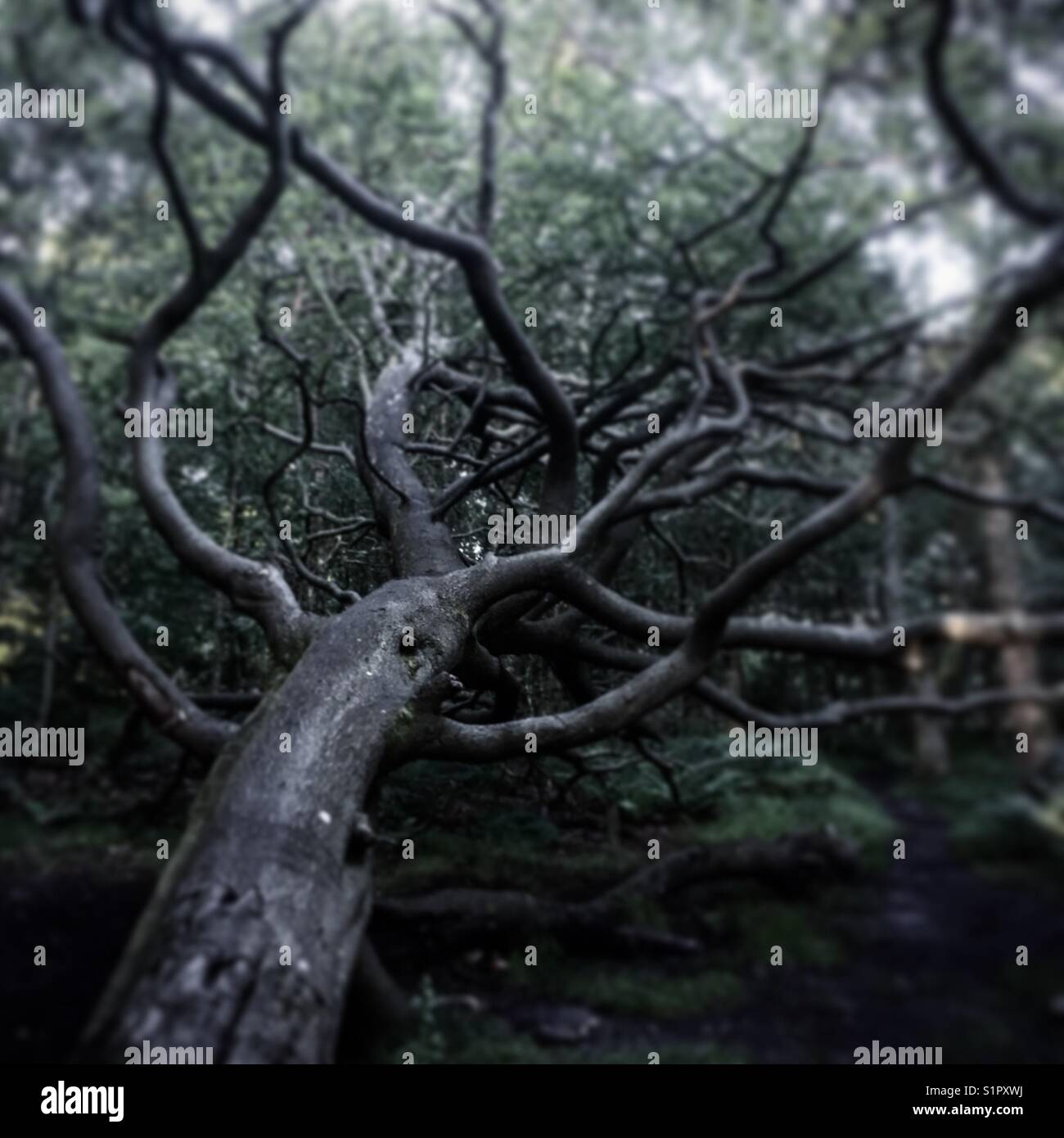 Spooky fallen tree Stock Photo - Alamy
