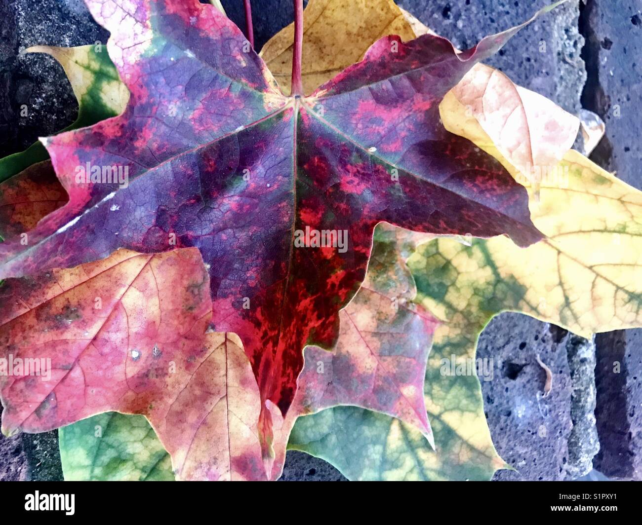 Leaves falling from the tree hi-res stock photography and images - Alamy