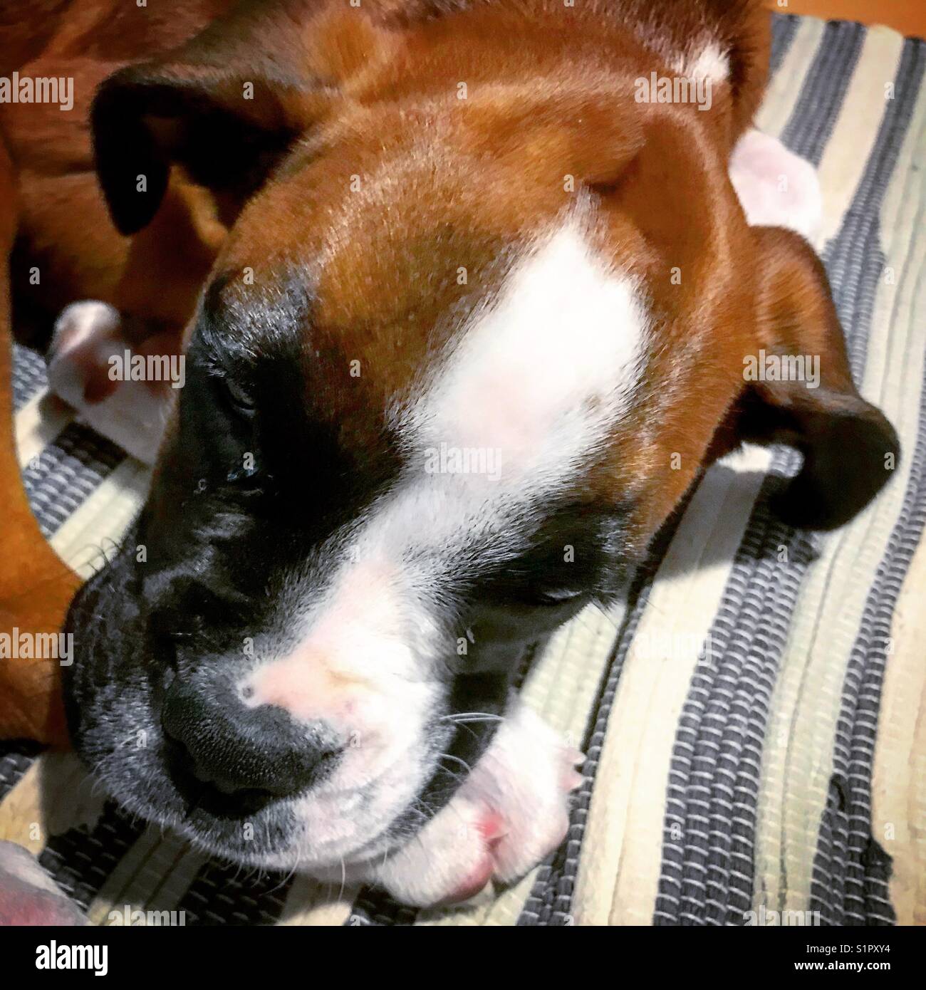 Boxer sleeping hi-res stock photography and images - Alamy