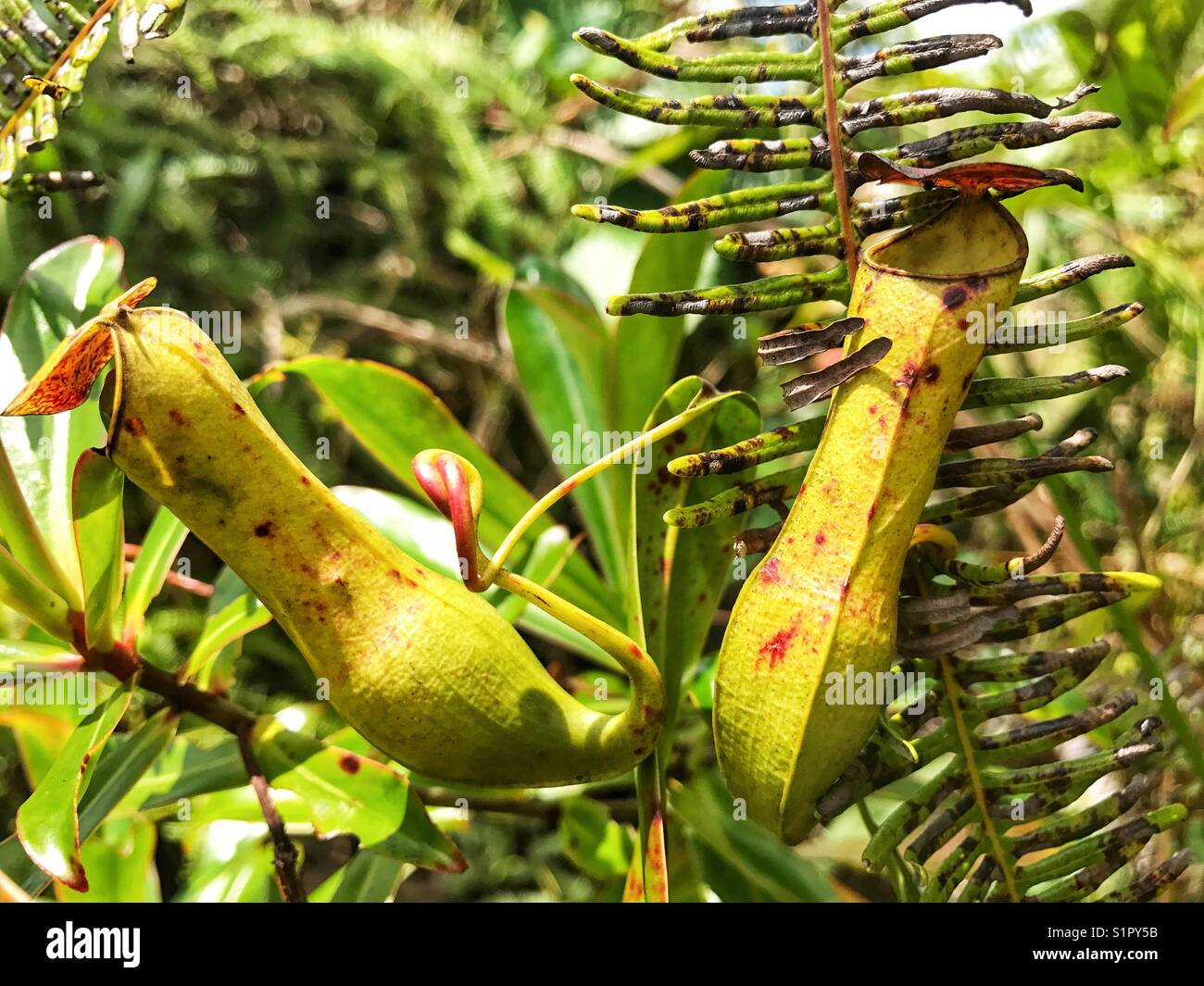 Pitcher plan hi-res stock photography and images - Alamy