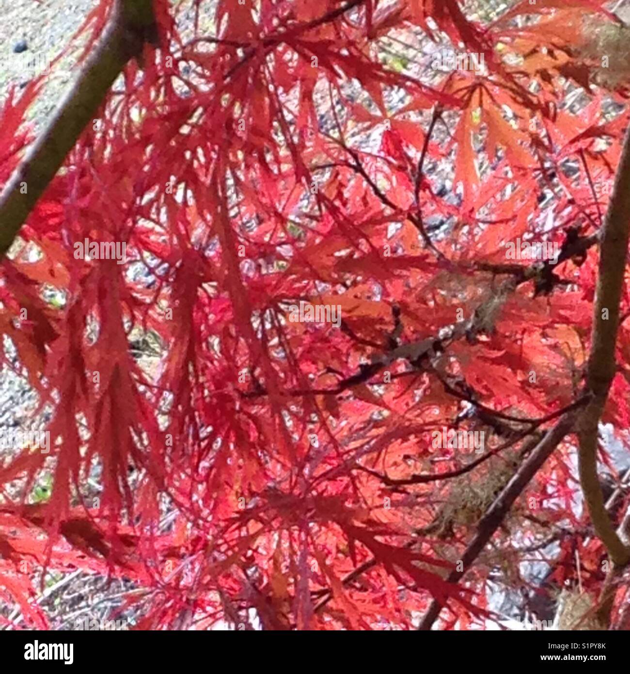 Tree from underneath hi-res stock photography and images - Alamy