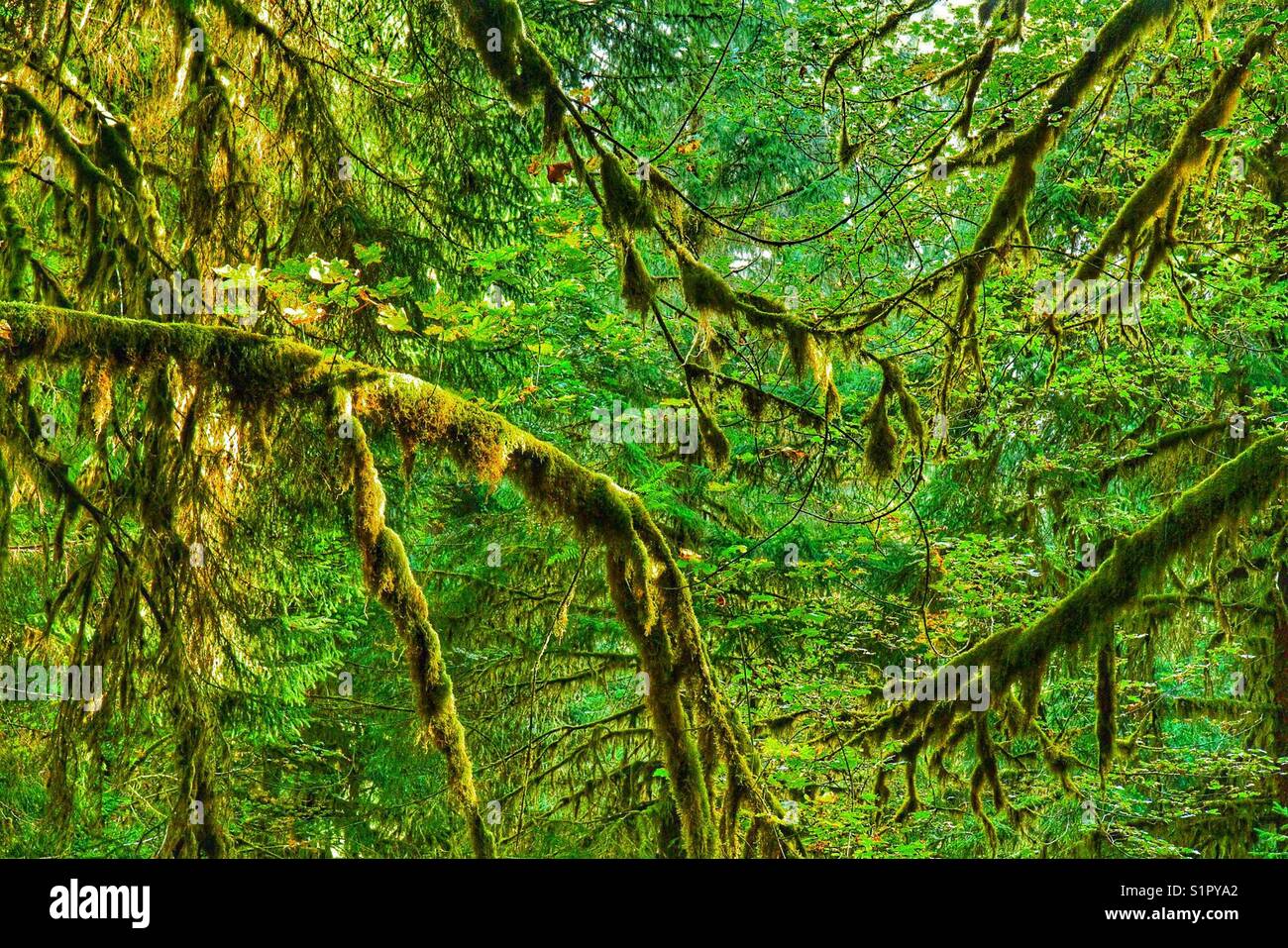 Pnw rainforest hi-res stock photography and images - Alamy