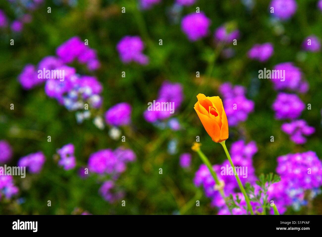 Standout color hi-res stock photography and images - Alamy