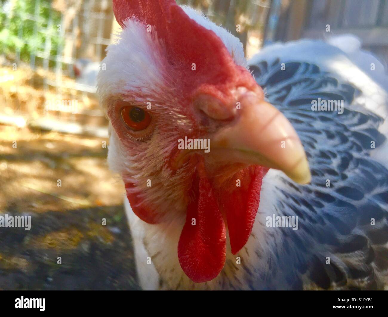 Chook head hi-res stock photography and images - Alamy