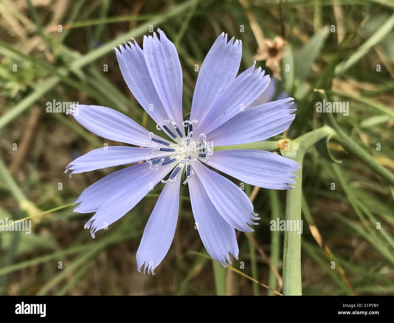 Purple native plant hi-res stock photography and images - Alamy