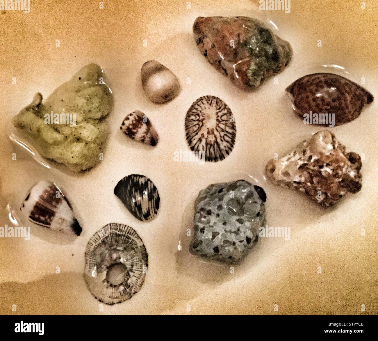 A collection of shells Stock Photo - Alamy