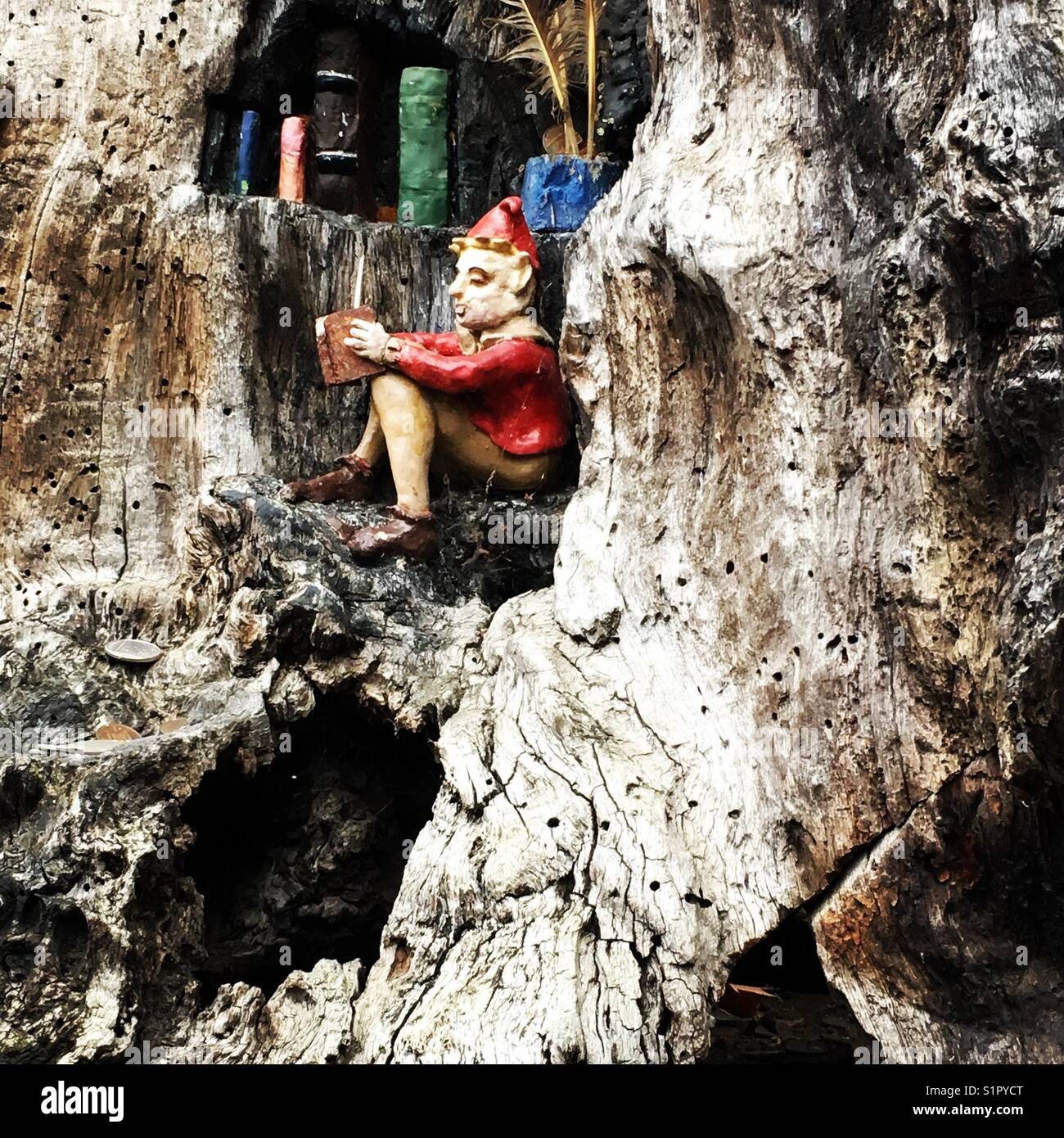 Elfin Oak High Resolution Stock Photography and Images - Alamy