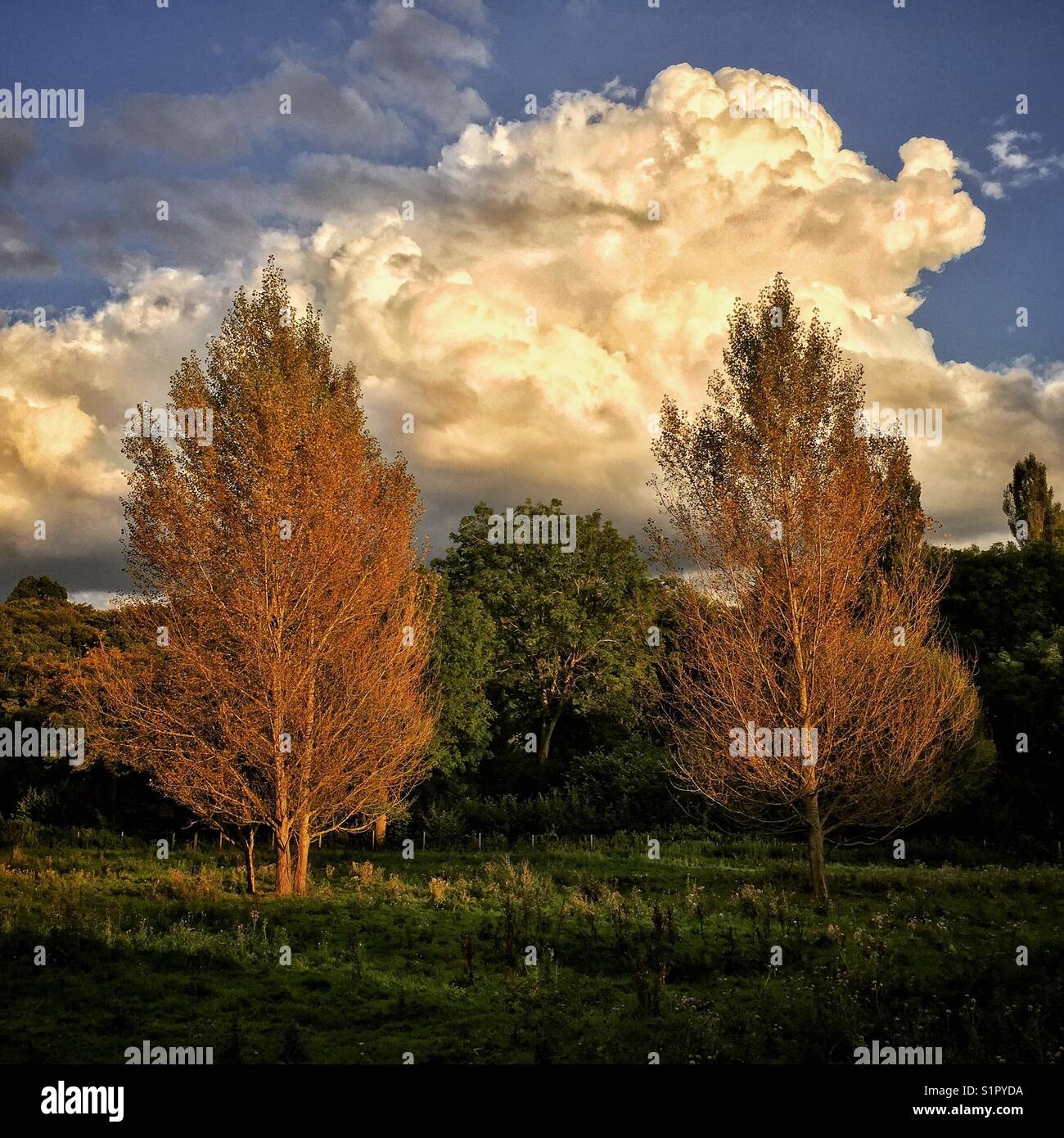 Field of trees Stock Photo - Alamy