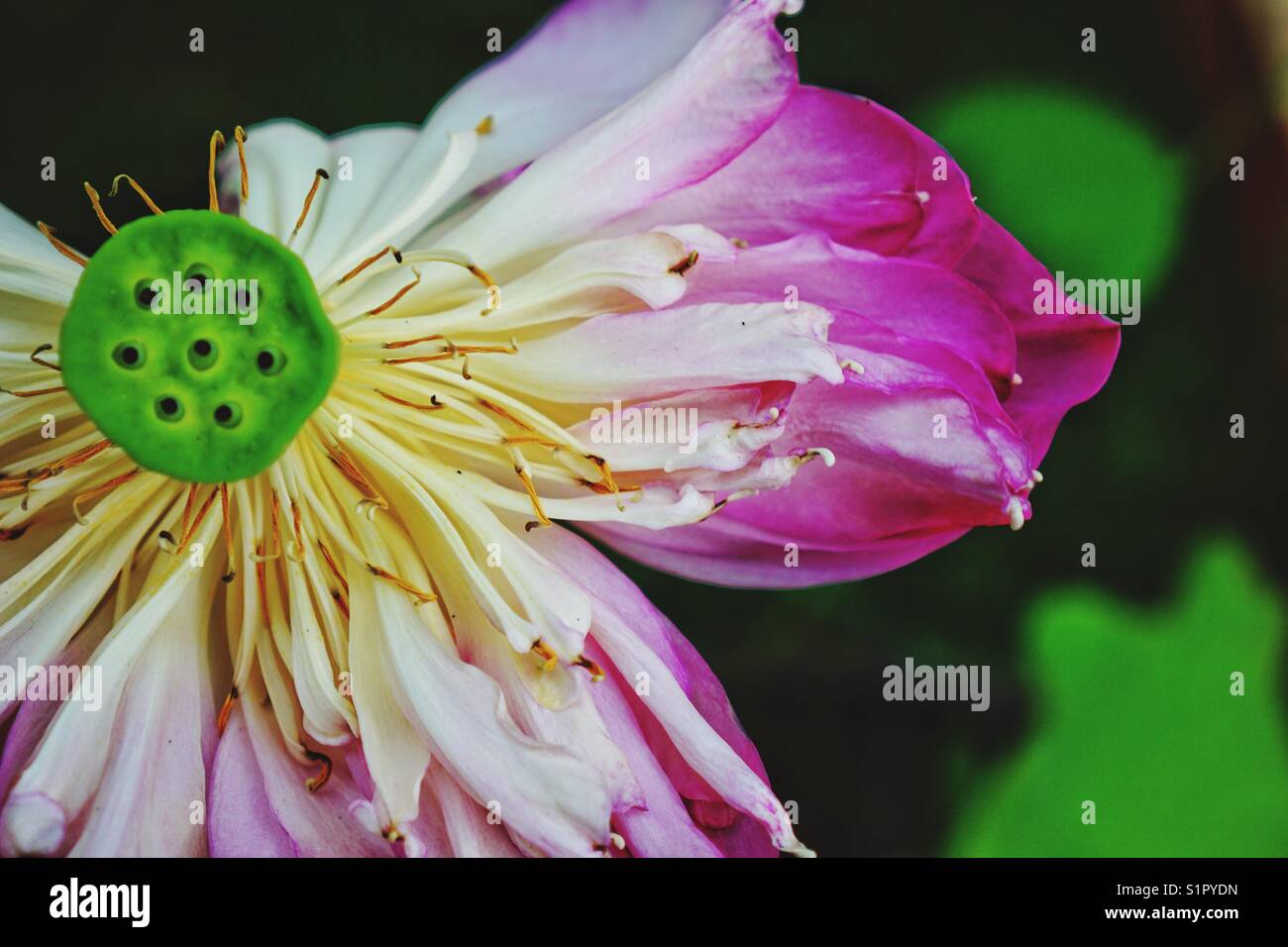 Perfections hi-res stock photography and images - Alamy