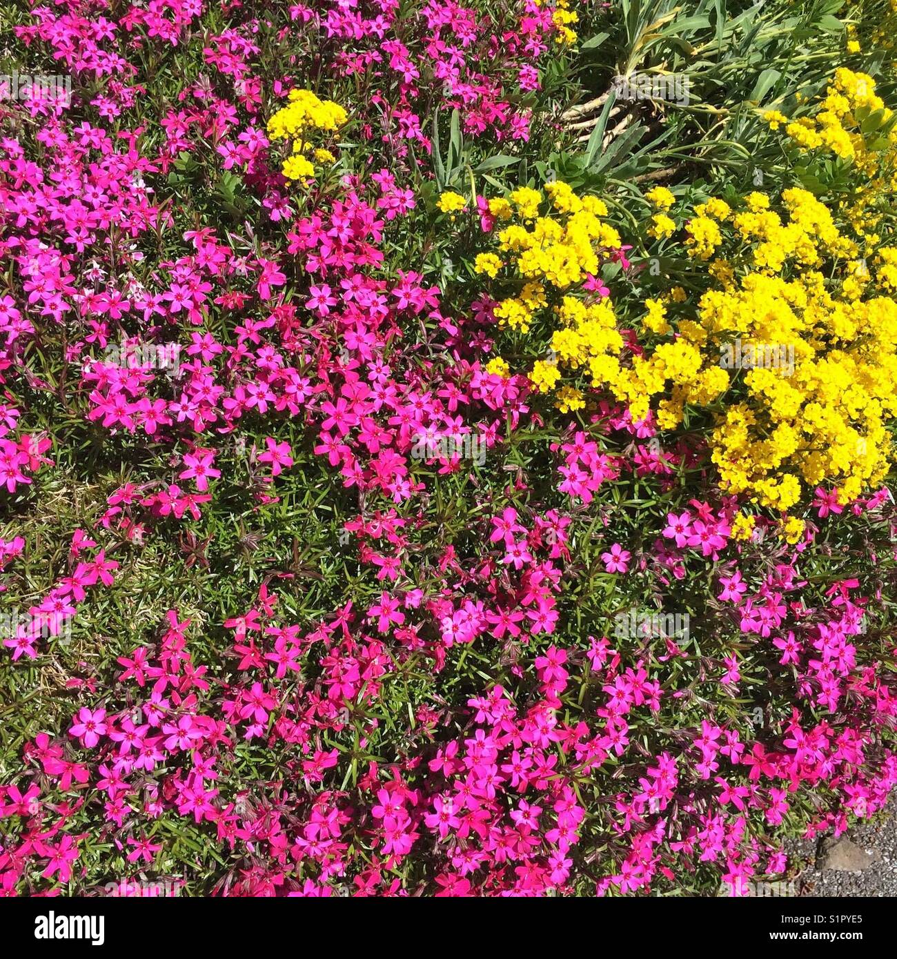 Bedding plant hi-res stock photography and images - Alamy