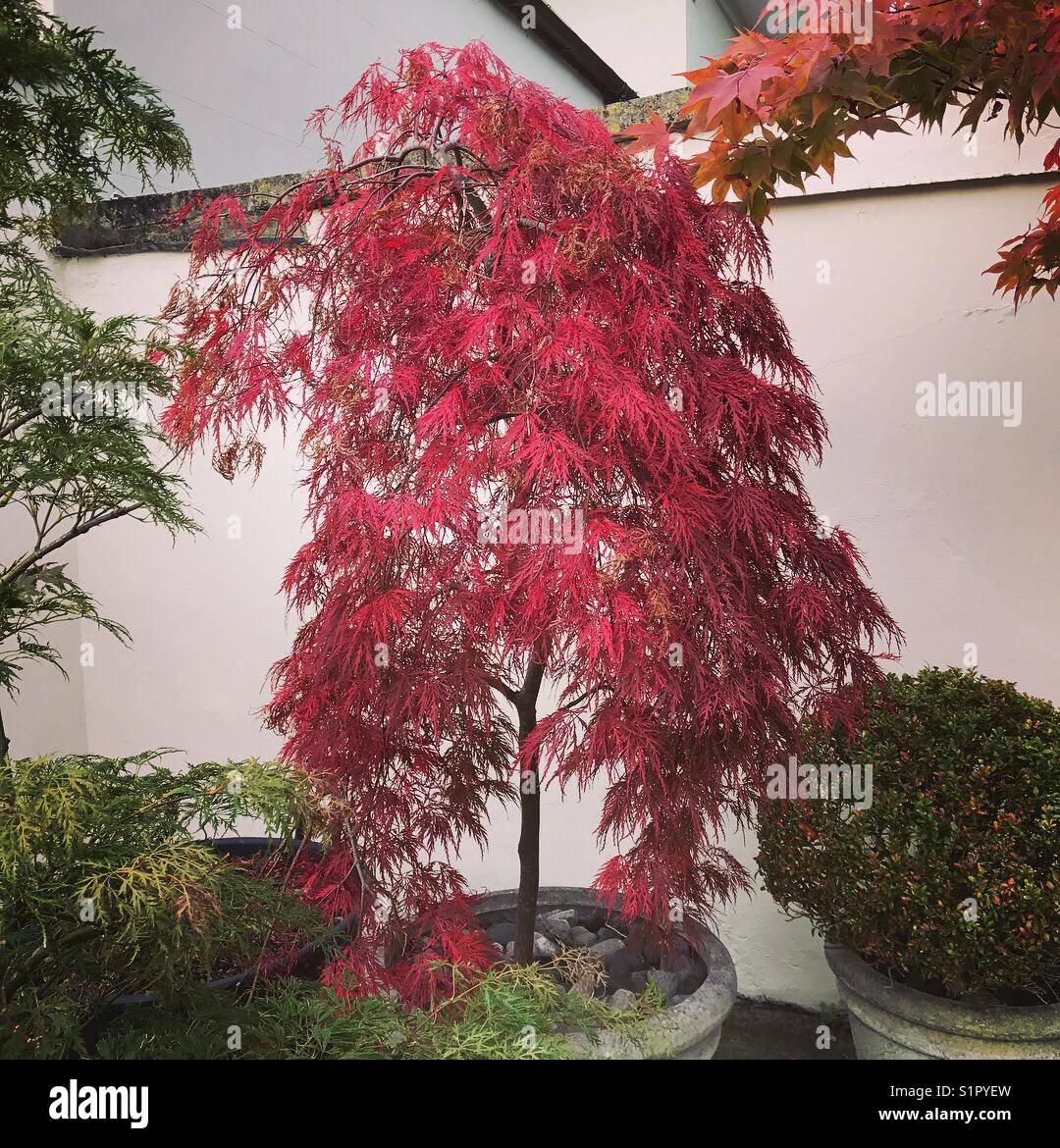 Fiery tree hi-res stock photography and images - Alamy