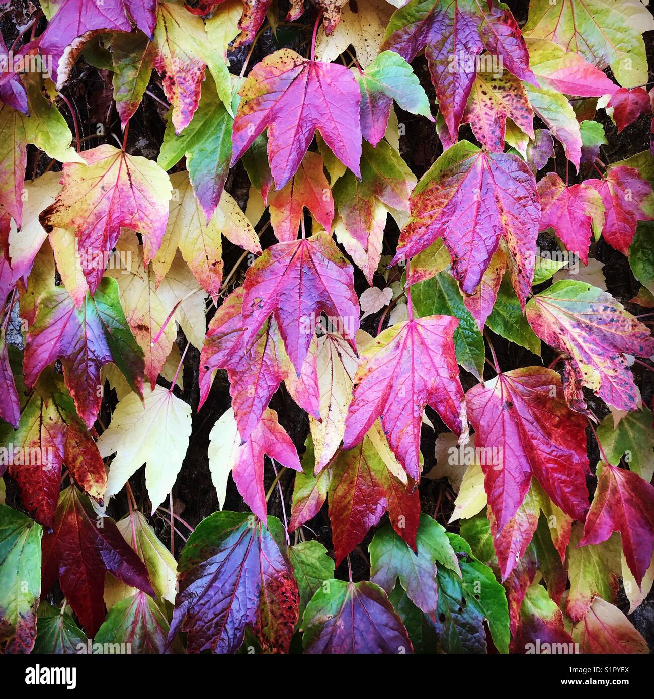 Climber Leaves High Resolution Stock Photography and Images - Alamy