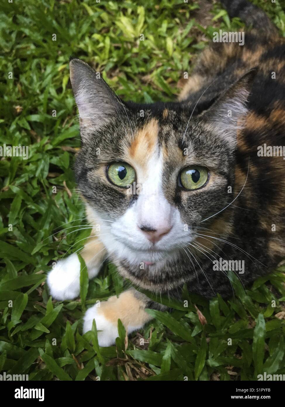 Cat paying attention hi-res stock photography and images - Alamy