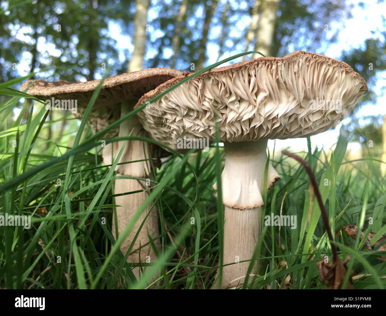 October fungi hi-res stock photography and images - Alamy