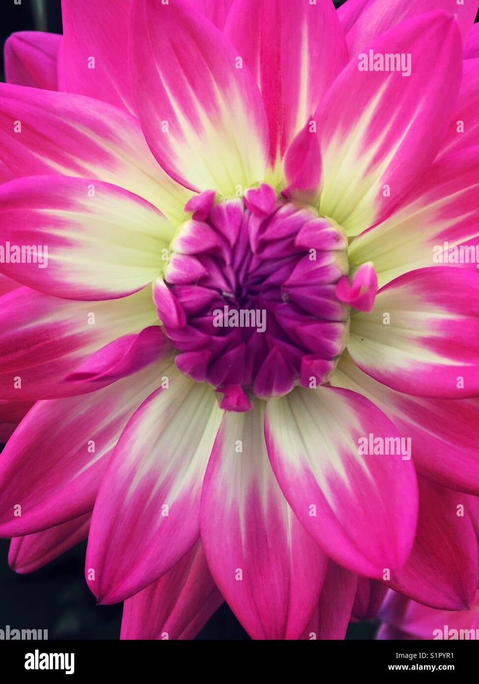 Hot pink dahlia hi-res stock photography and images - Alamy