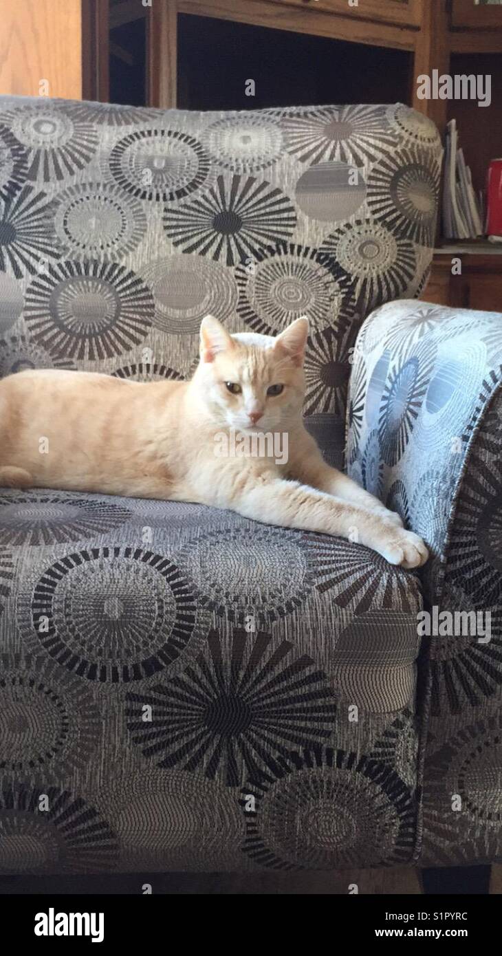 Classy cat hi-res stock photography and images - Alamy