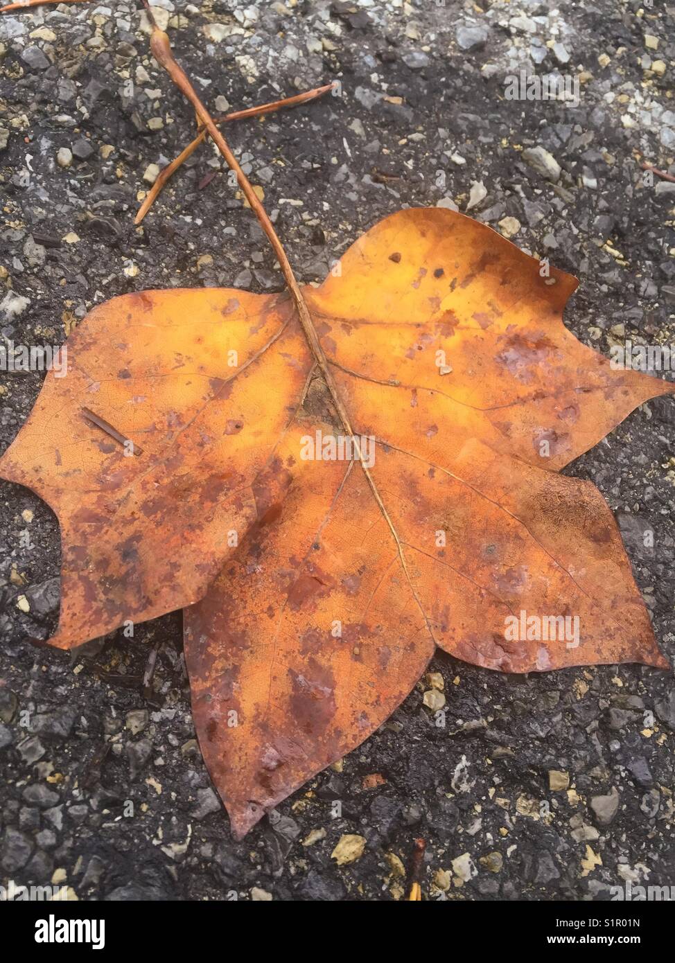 Autumn leaf lying on the road. A close look at nature Stock Photo - Alamy
