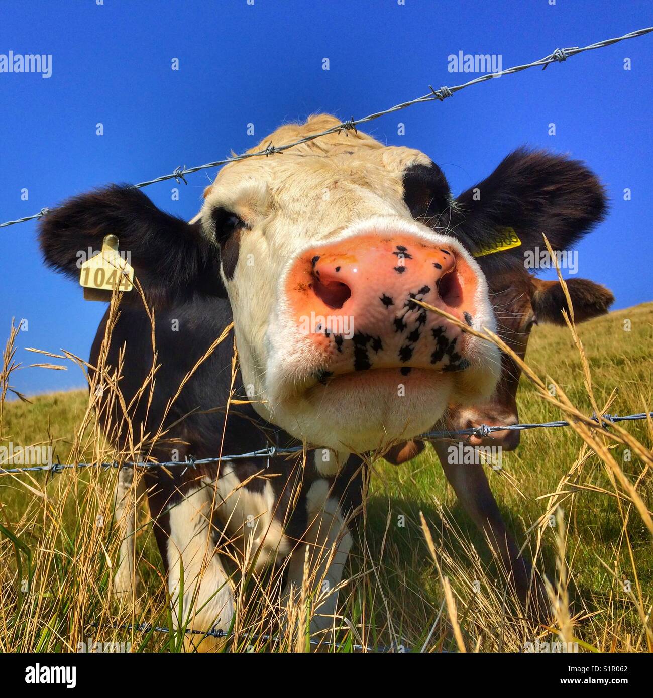 Cow at fence hi-res stock photography and images - Alamy
