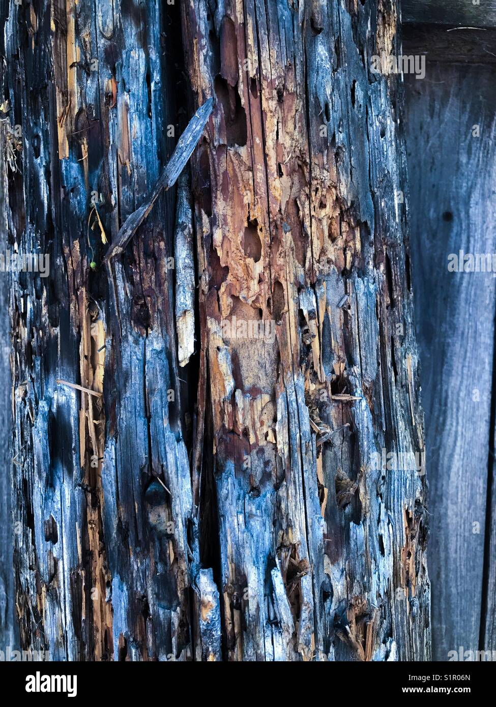 Dry Rot Stock Photos & Dry Rot Stock Images - Alamy