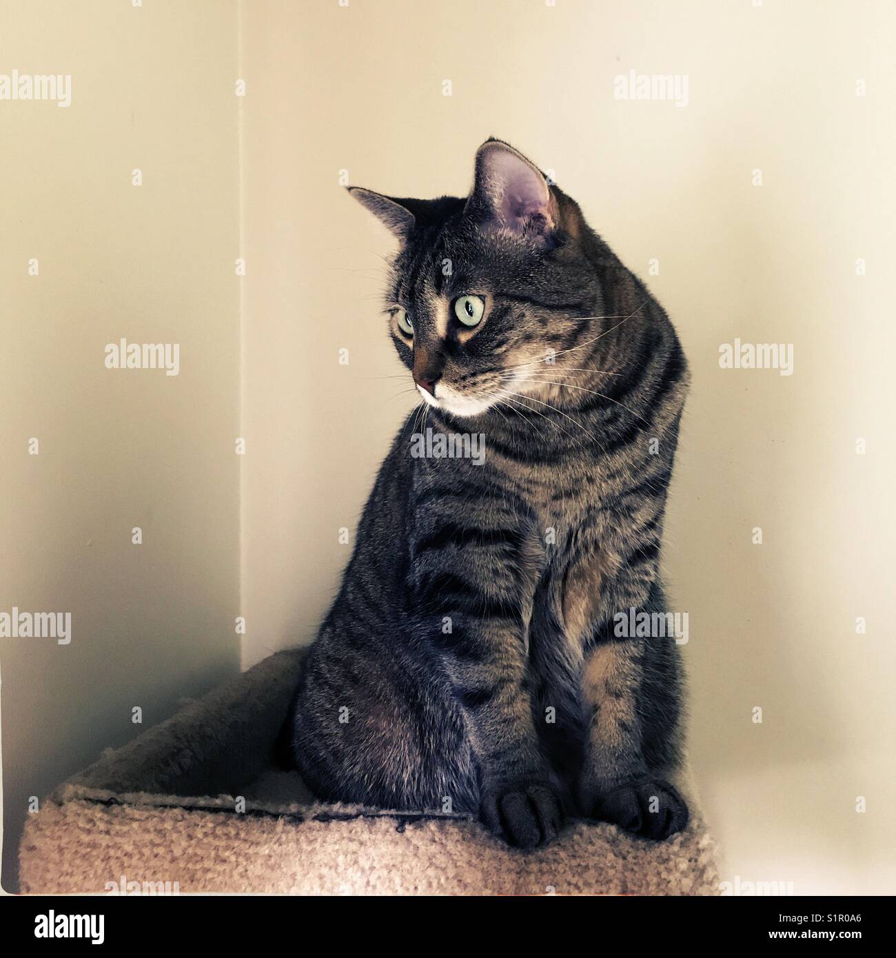 My cat on lookout Stock Photo - Alamy