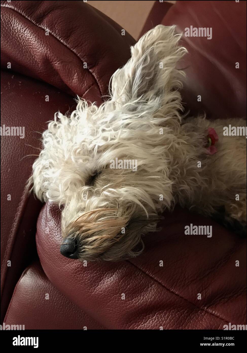Doggo hi-res stock photography and images - Alamy Doggo hi-res stock photography and images - Alamy