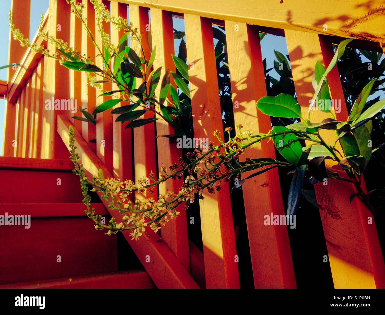 Creeping up the stairs Stock Photo - Alamy