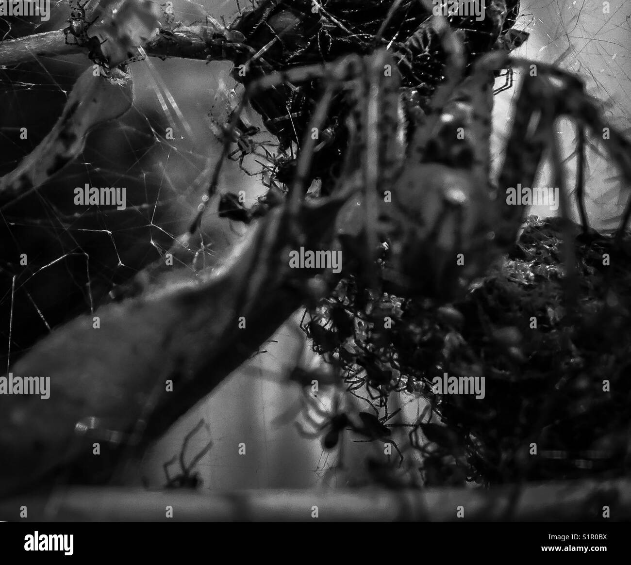 Dead babies hi-res stock photography and images - Alamy