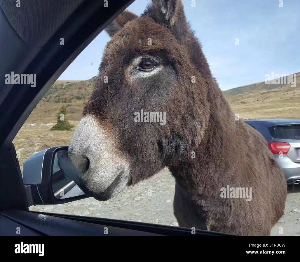 Donkey Car Window Stock Photos & Donkey Car Window Stock Images - Alamy