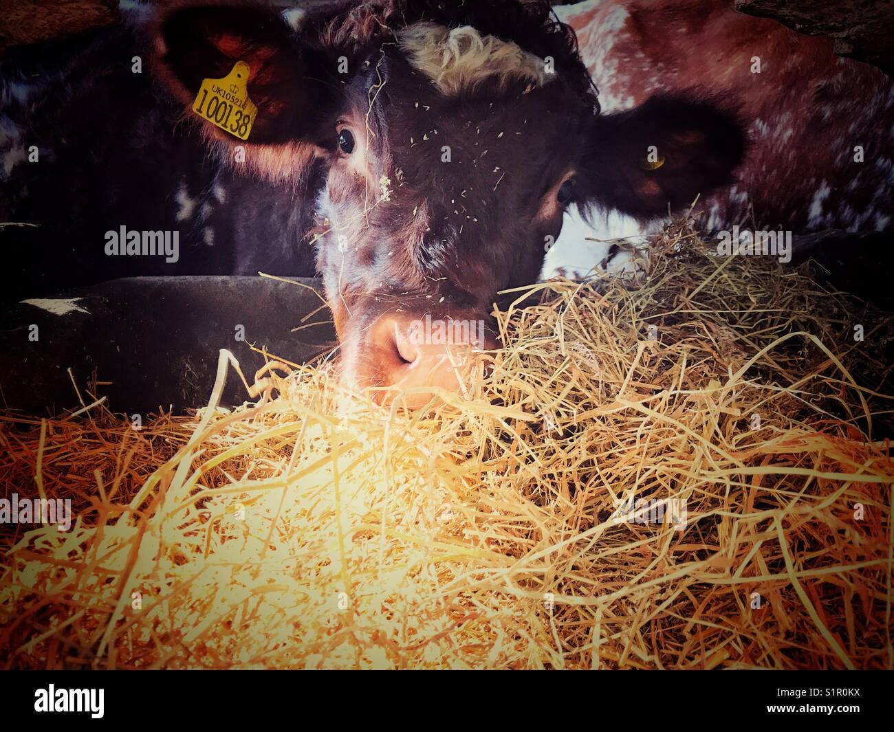 Cow hay hi-res stock photography and images - Alamy