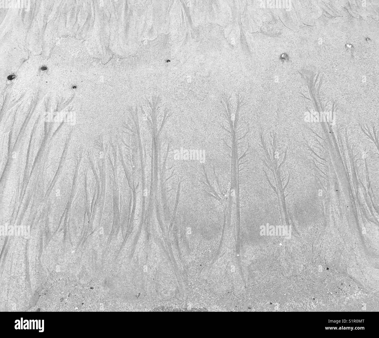 Tree twigs beach hi-res stock photography and images - Alamy