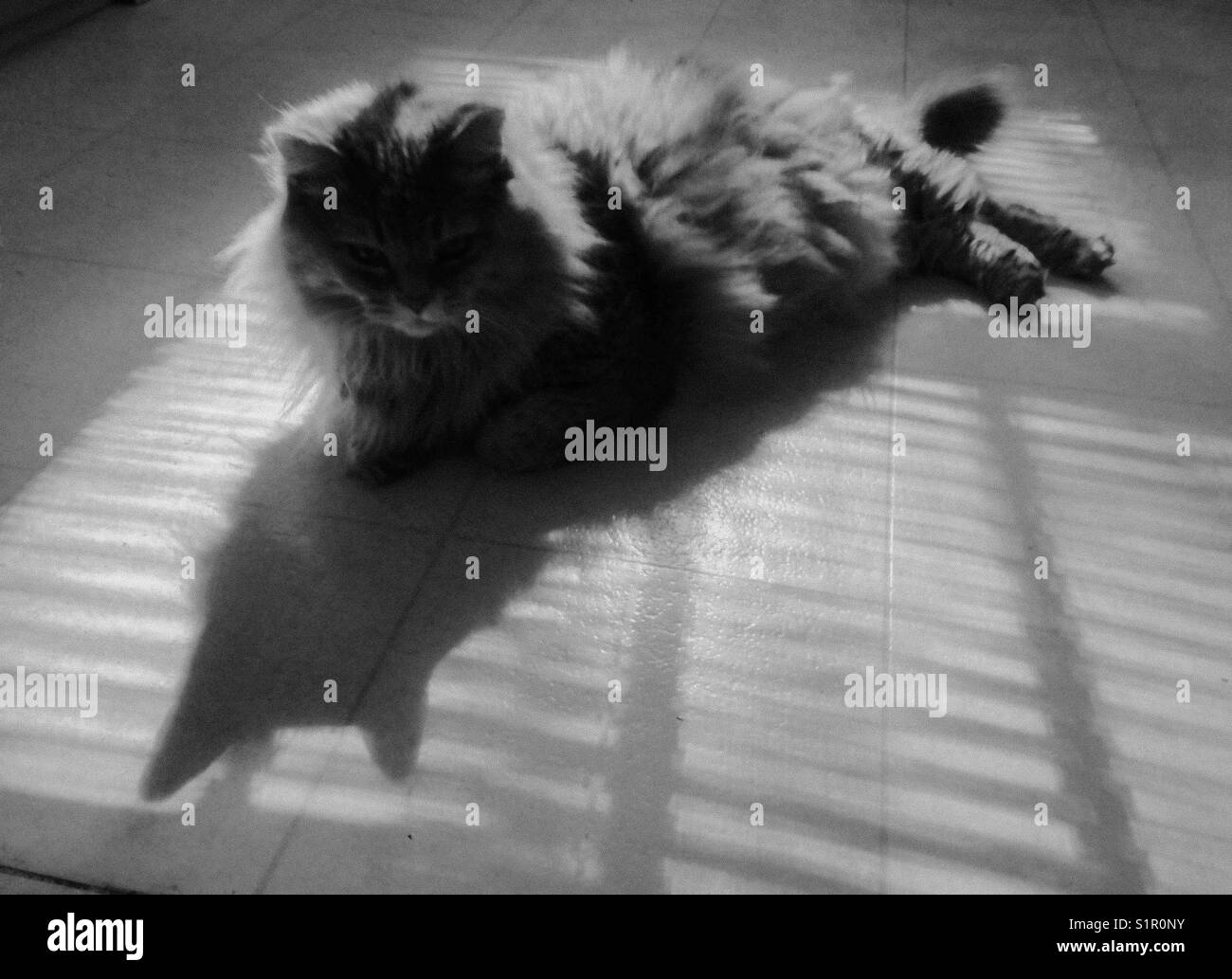 Kitty sees her own shadow Stock Photo - Alamy