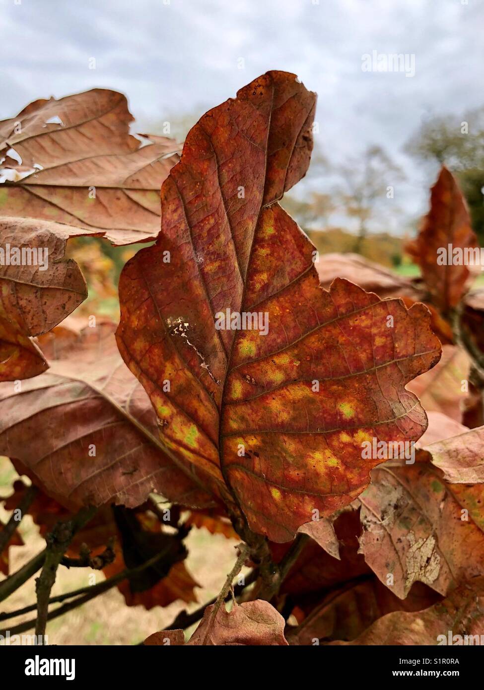 Brown, crispy autumn leaf Stock Photo - Alamy