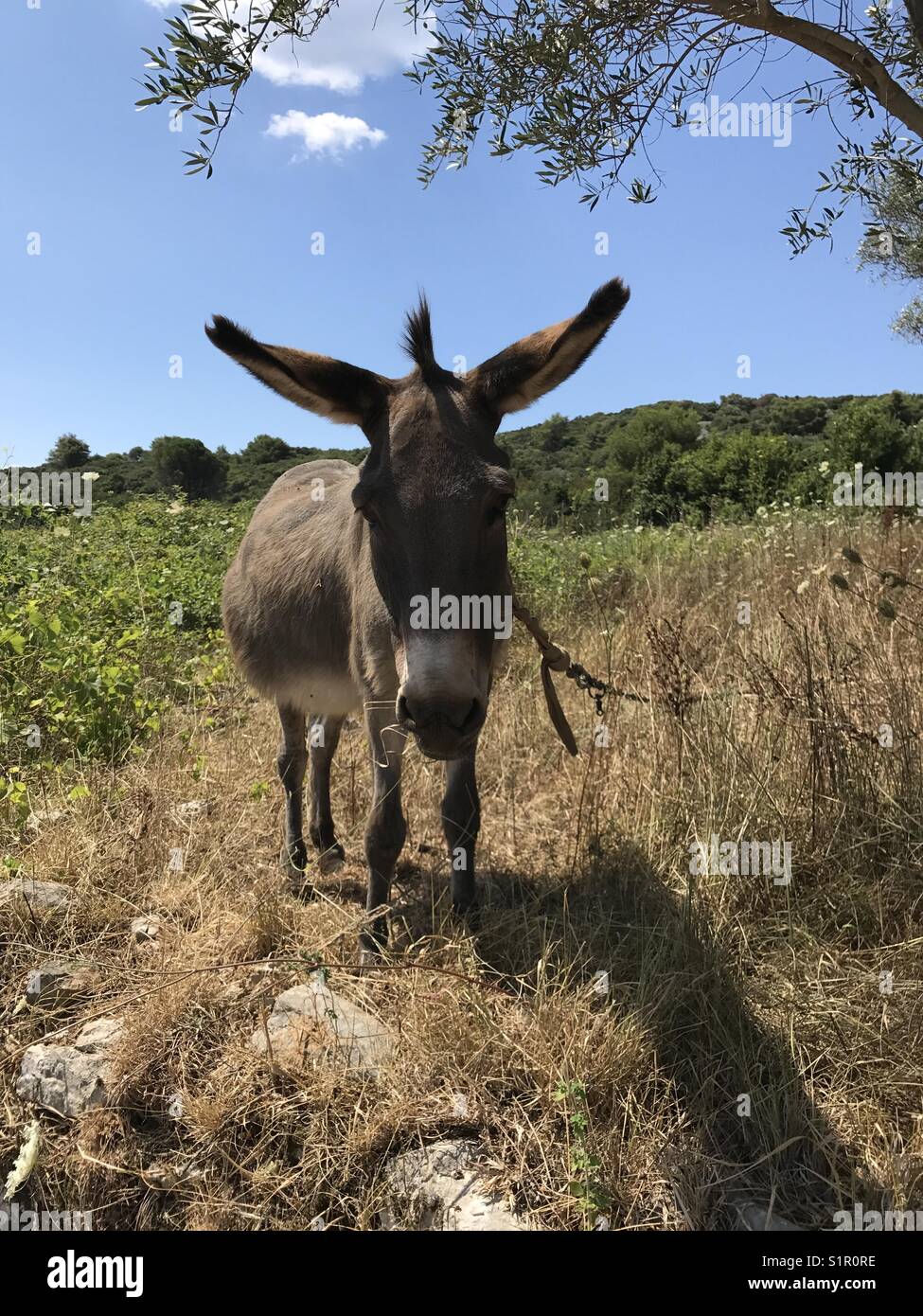 Donkey Tied High Resolution Stock Photography and Images - Alamy